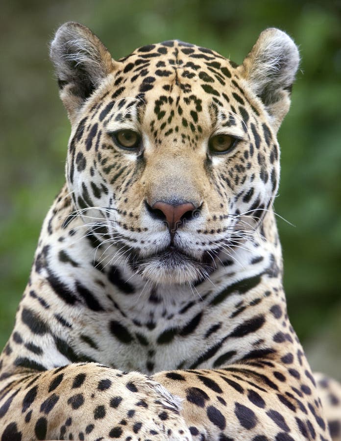 Jaguar Portrait stock photo. Image of hunter, feline - 31604572