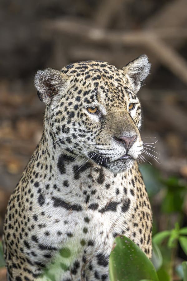 Jaguar portrait stock photo. Image of mato, wildlife - 364497320