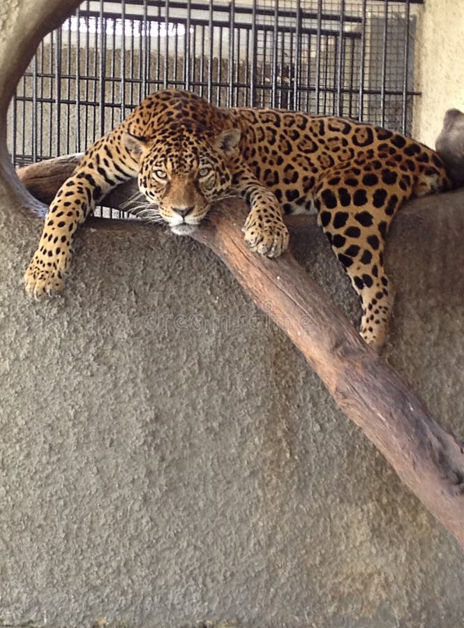 Jaguar Portrait stock image. Image of salvaje, felino - 83554639