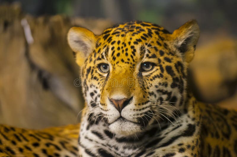 Jaguar Royalty Free Stock Image - Image: 34968076