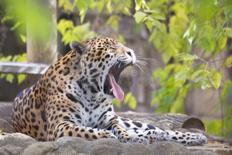 211 Jaguar Mouth Open Stock Photos - Free & Royalty-Free Stock Photos ...