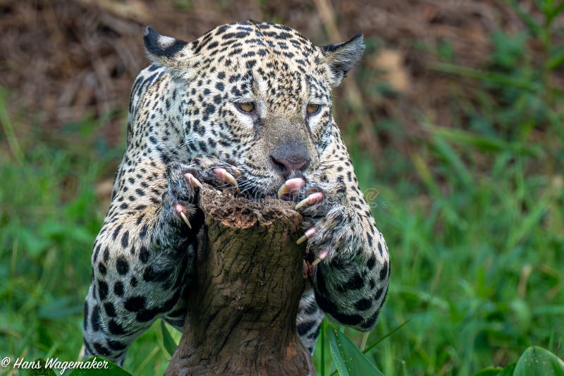 Jaguar Prone and Hunting from a Fallen Tree Stock Photo - Image of ...
