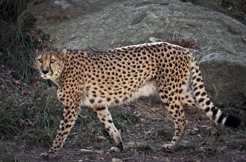 Jaguar on the Prowl stock image. Image of walking, large - 22596745