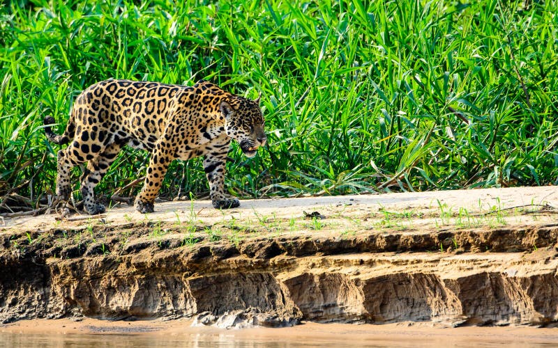 A Jaguar Prowling through the Undergrowth.close Up. Stock Image - Image ...