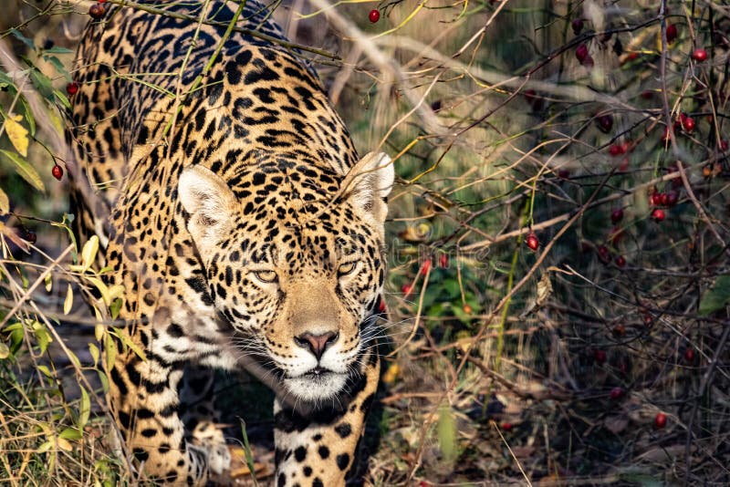A Jaguar Prowling through the Undergrowth.close Up. Stock Image - Image ...