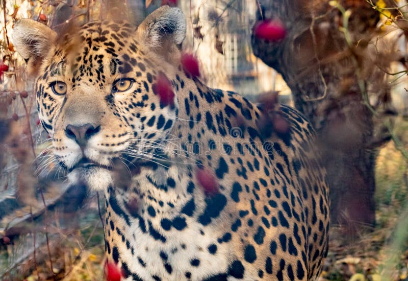 435 Jaguar Prowling Stock Photos - Free & Royalty-Free Stock Photos ...