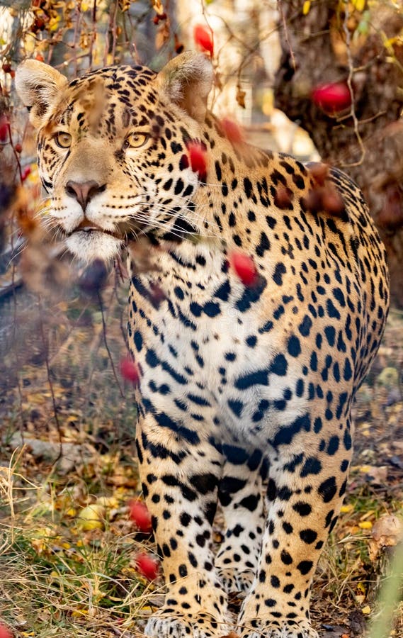 435 Jaguar Prowling Stock Photos - Free & Royalty-Free Stock Photos ...