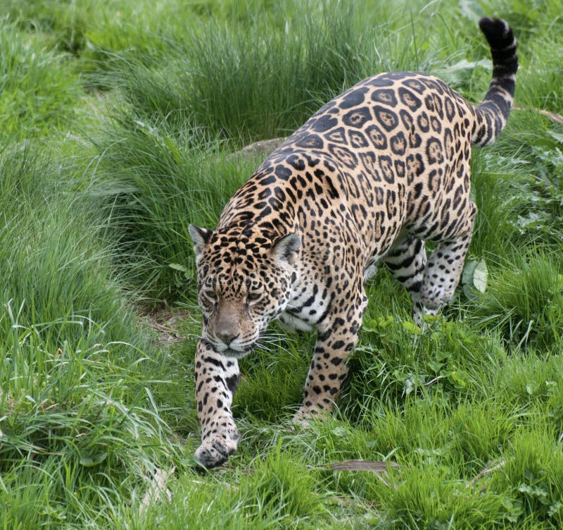 Jaguar, A jaguar prowling by a water