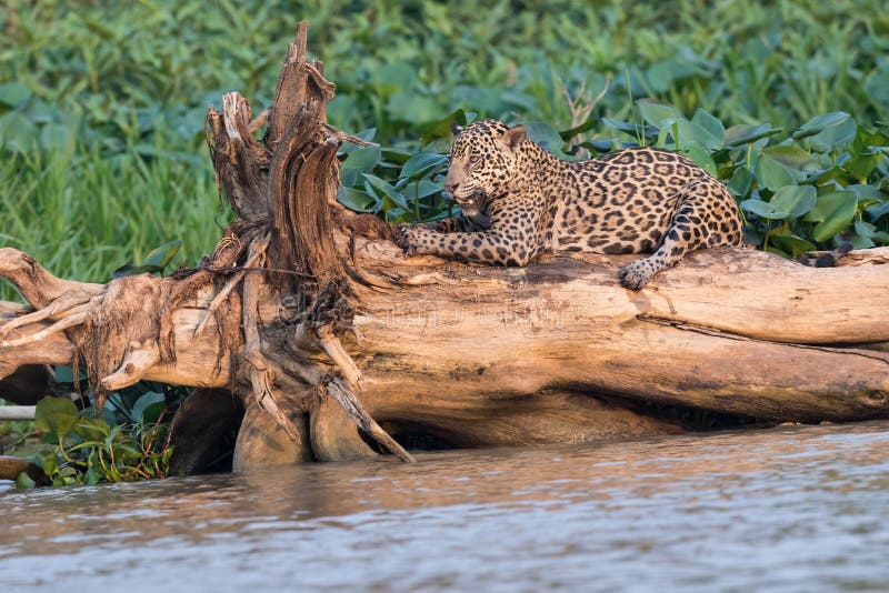Jaguar Que Afila Sus Garras Foto de archivo - Imagen de garras, retrato ...