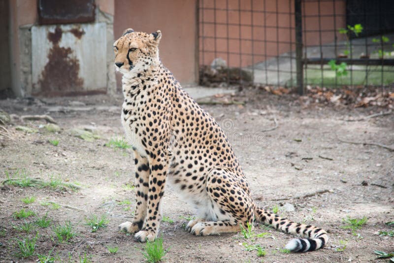 Jaguar Que Se Sienta Que Presta La Mucha Atención Foto de archivo ...