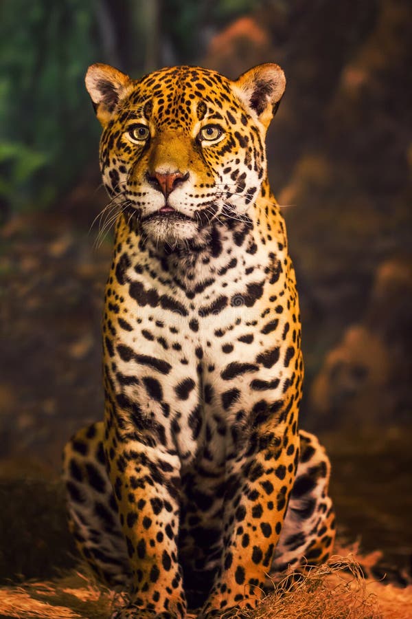 Jaguar foto de archivo. Imagen de peligroso, poderoso - 72214984