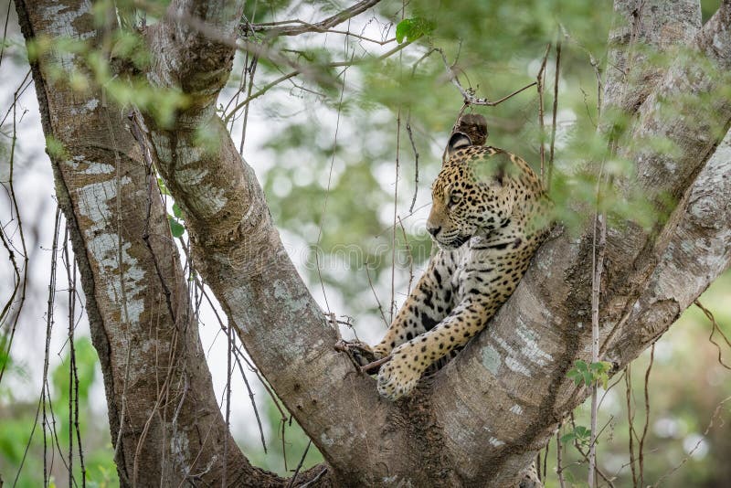Jaguar Relaxing in a Tall Tree Stock Photo - Image of tall, brazil ...