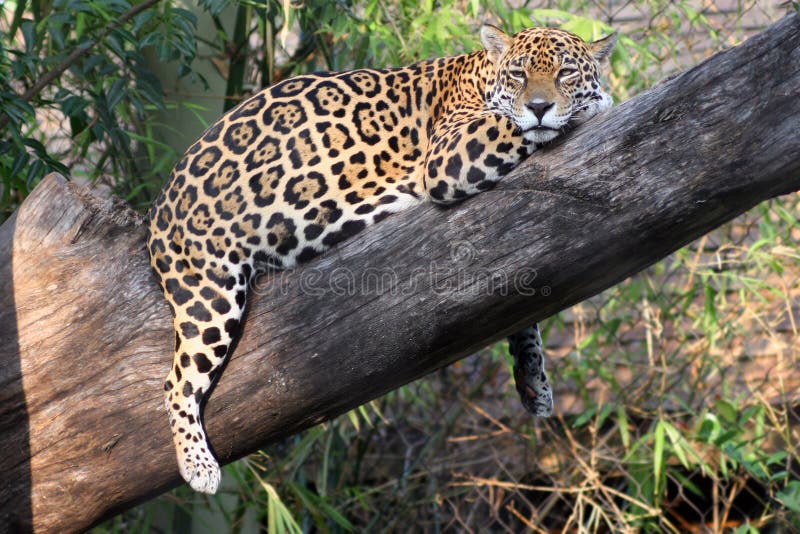 Jaguar at rest 2 stock image. Image of hunter, leap, slumber - 1538543