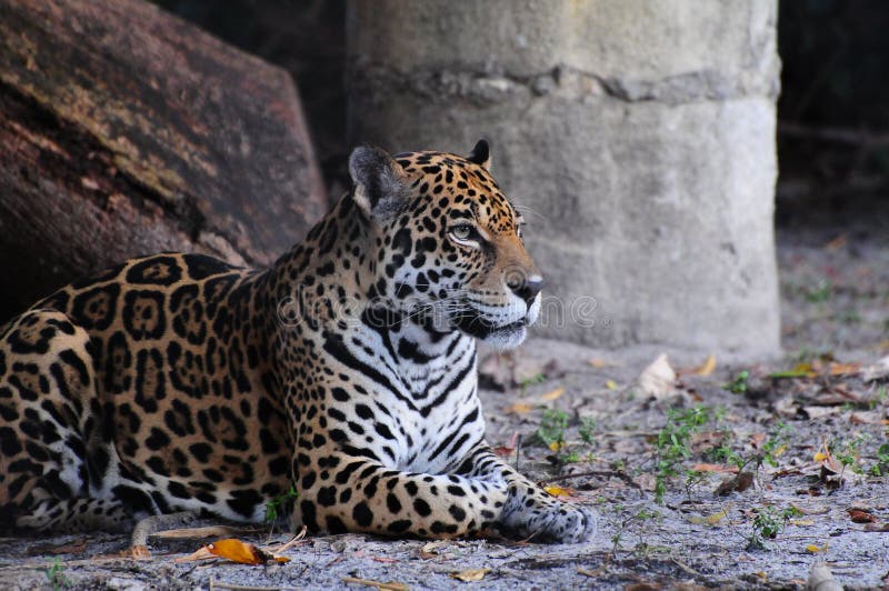 Jaguar Resting stock photo. Image of solitary, rest, predator - 19128376