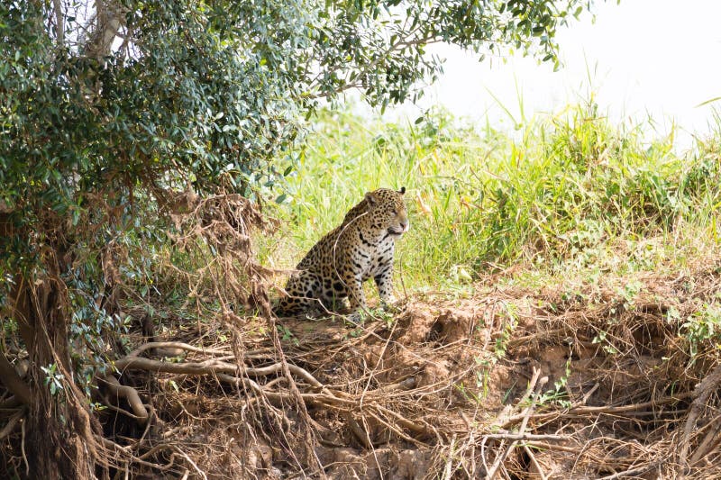 Jaguar Resting on a Tree Branch in Its Habitat. Stock Photo - Image of ...