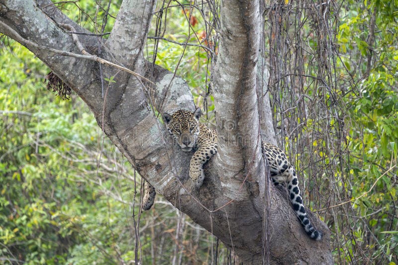 Jaguar Resting in Fork of Tree in the Pantanal Brazil Stock Image ...