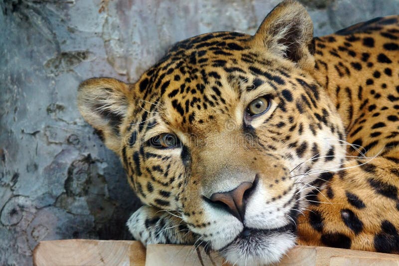 Jaguar resting looking stock image. Image of natural - 206936191