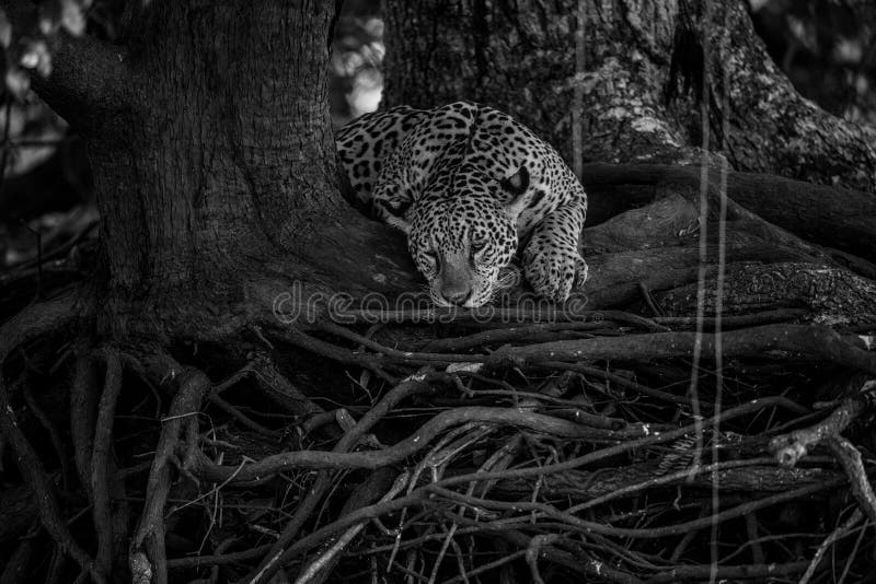 Jaguar Resting on a Tree Branch in Its Habitat. Stock Photo - Image of ...