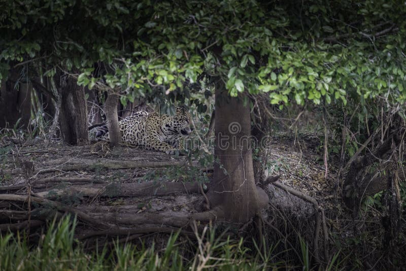 Jaguar Resting on a Tree Branch in Its Habitat. Stock Photo - Image of ...