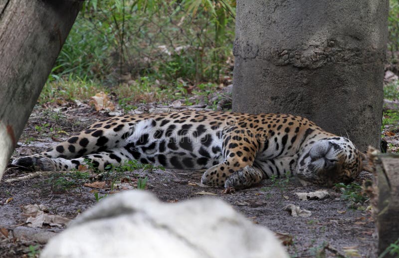 Jaguar Resting on a Tree Branch in Its Habitat. Stock Photo - Image of ...