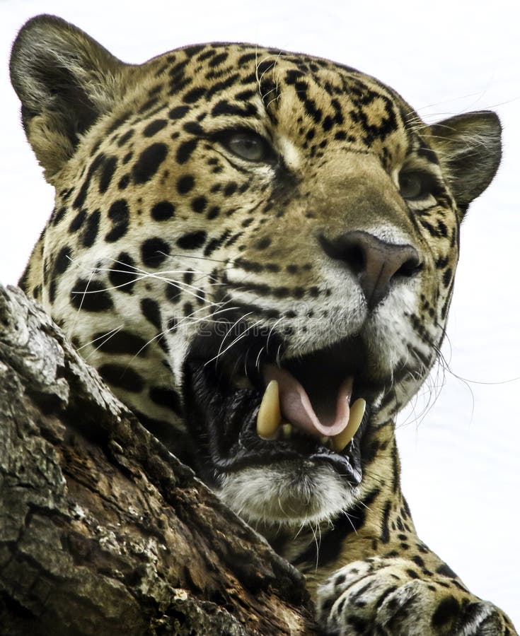 211 Jaguar Mouth Open Stock Photos - Free & Royalty-Free Stock Photos ...