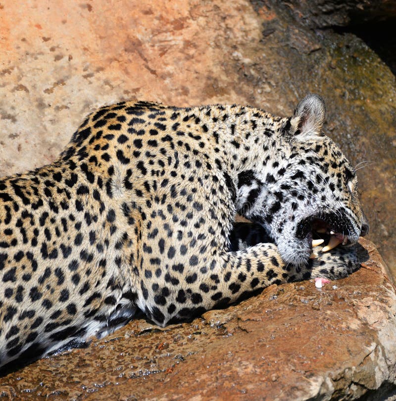 Jaguar die kaaiman eten stock afbeelding. Afbeelding bestaande uit ...