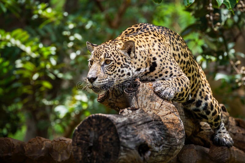 Jaguar on the Timber in Natural Forest. Stock Photo - Image of feline ...