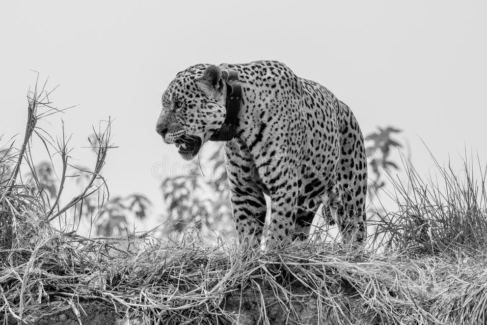 Jaguar with Tracking Collar in the Pantanal Stock Image - Image of spot ...