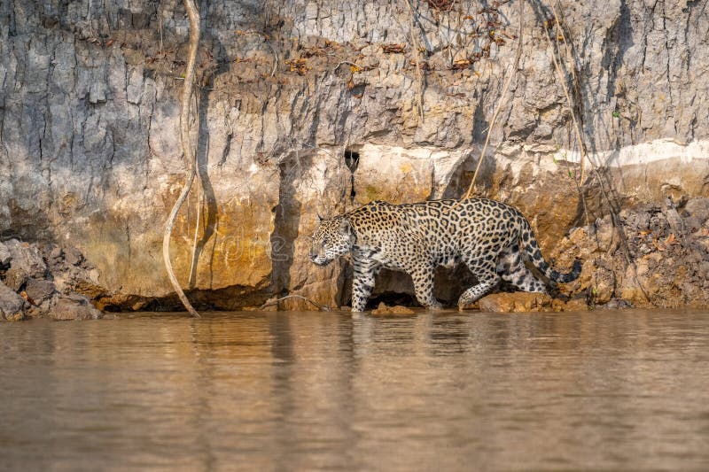 Jaguar wading in a river stock photo. Image of animal - 372471400