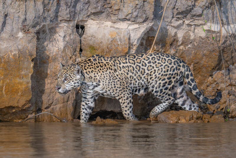 Jaguar wading in a river stock image. Image of pantanal - 372476505