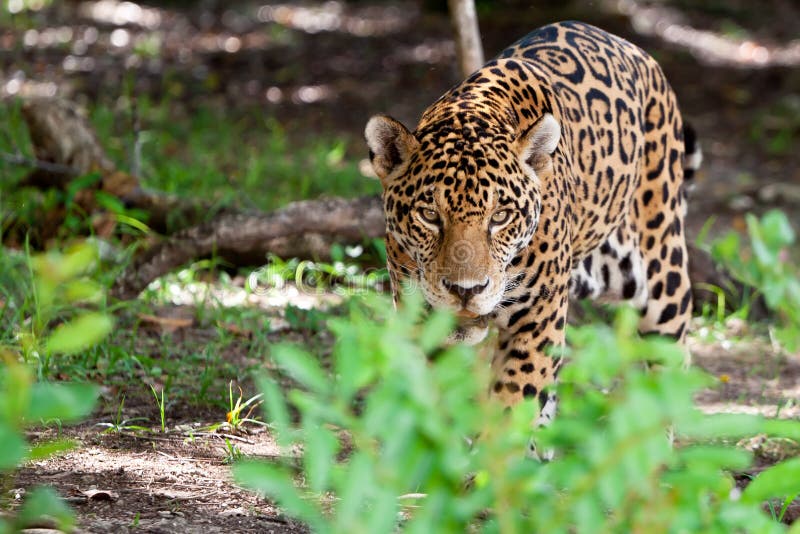 Jaguar Peruvian Amazon Jungle Madre De Dios Peru Stock Image - Image of ...