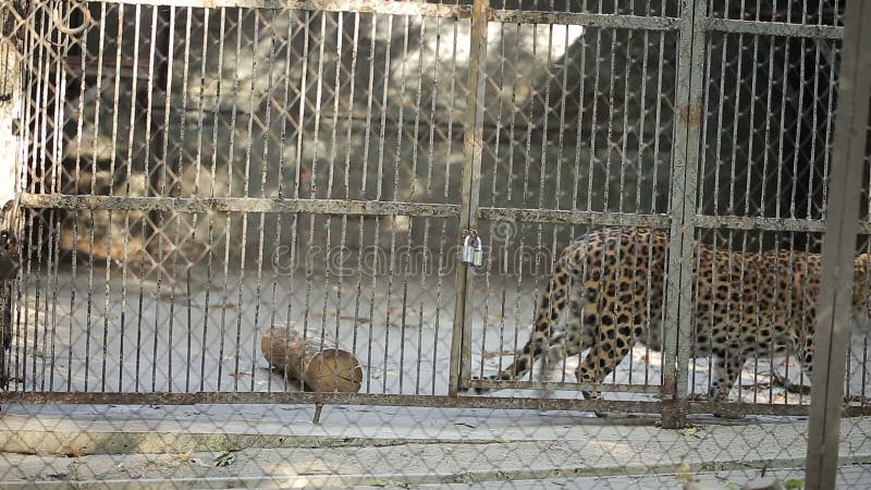 Jaguar in a Zoo stock video. Video of jaguar, cell, feline - 62405823