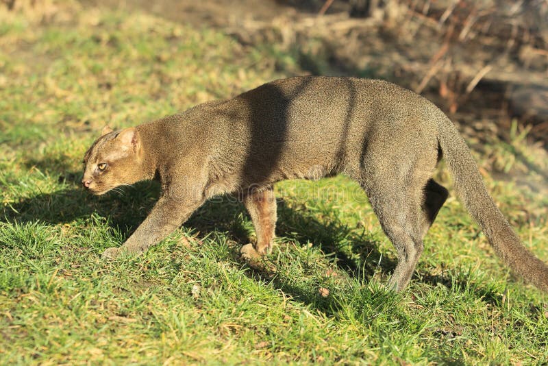 Jaguarundi, a Small Wild Cat Stock Image - Image of jaguarundi, climb ...