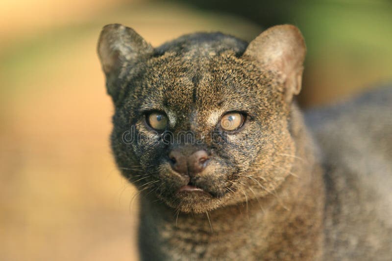 Jaguarundi stock photo. Image of yera, puma, gazing, animal - 34193496