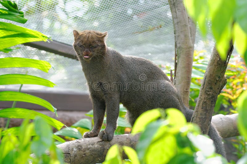 Jaguarundi, Un Petit Chat Sauvage Image stock - Image du loutre ...