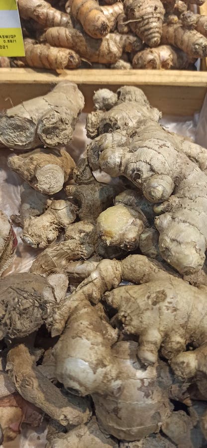 Jahe or Ginger from Indonesia Archipelago Stock Image - Image of ...