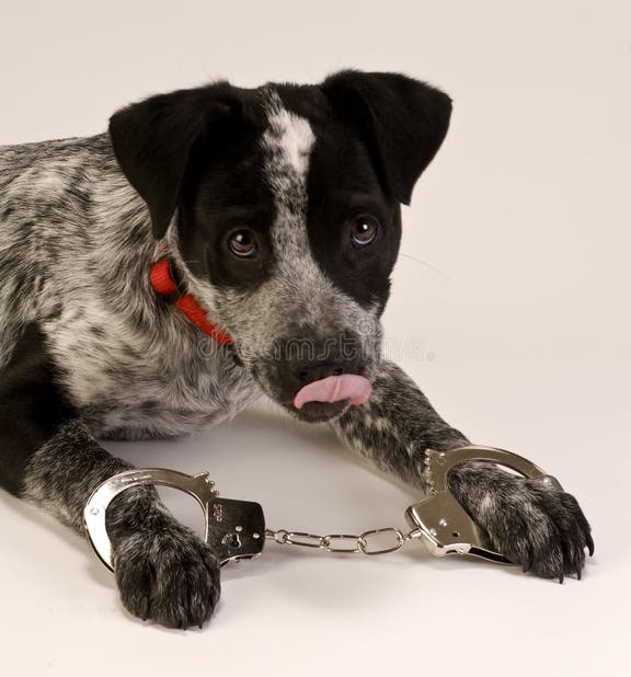 Jail House Dog. stock photo. Image of drive, love, chain - 23376046