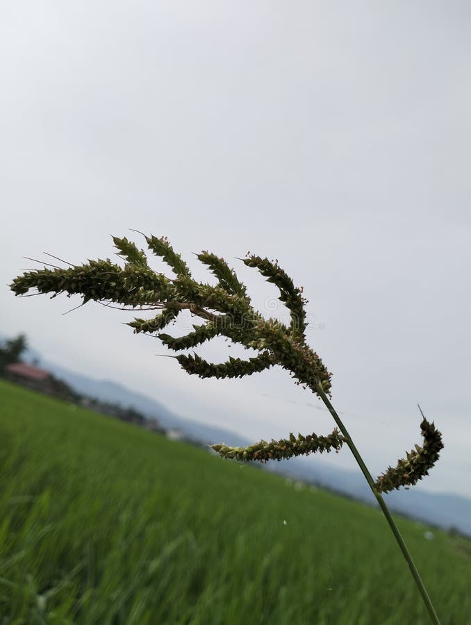 Jajagoan Stock Photos - Free & Royalty-Free Stock Photos from Dreamstime