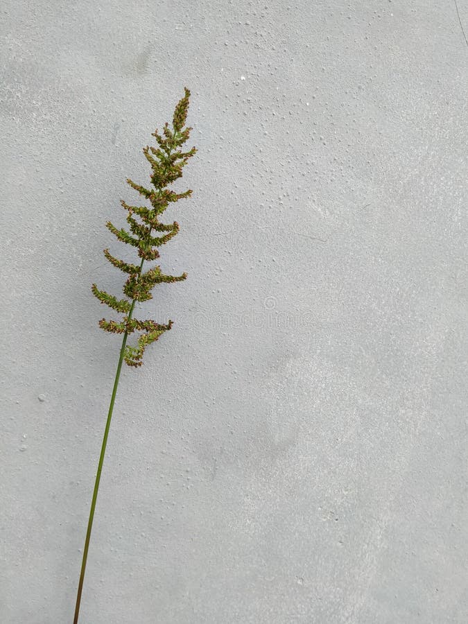 Jajagoan Types Rice Including Wild Plant Tennis Stock Photos - Free ...