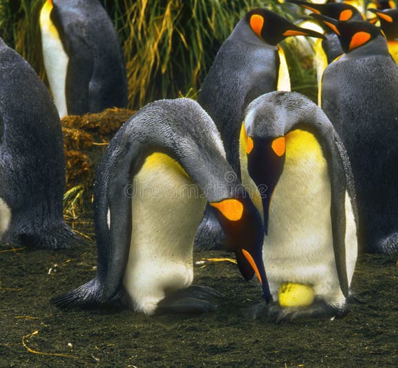 Jajeczni pingwiny obraz stock. Obraz złożonej z pingwin - 17606713