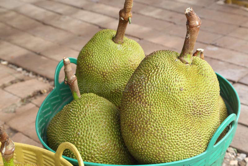 Jak fruit stock photo. Image of sweet, food, plant, fruit - 73962144