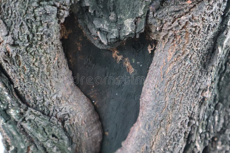 Various Models of Beautiful Cut Tree Bark on the Side of the Road ...
