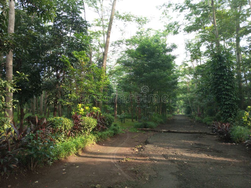 Jakarta& X27;s Urban Forest Stock Image - Image of vegetation, green ...