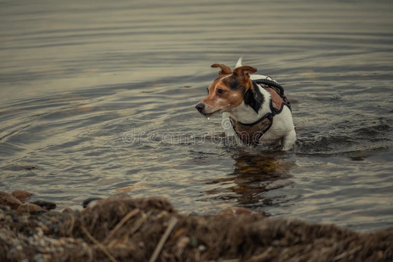 Jakc resiel at stock image. Image of ocean, resie, mammal - 243707907
