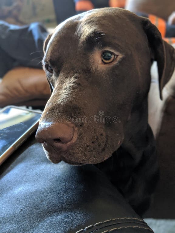 Jake stock image. Image of jake, puppy, chocolate - 162195403