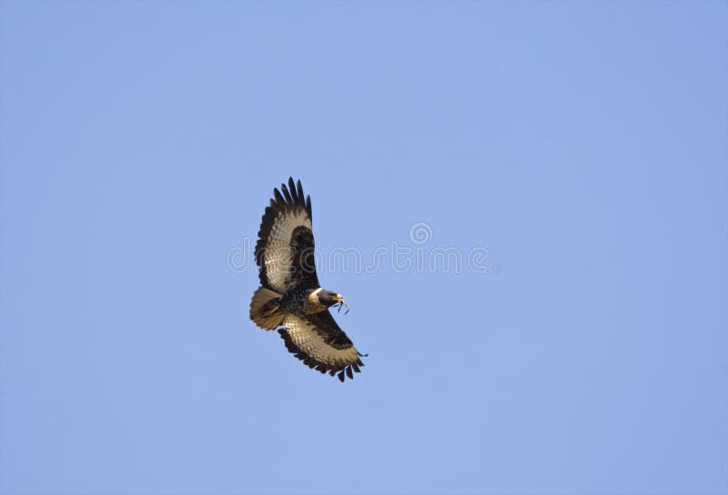Jakhalsbuizerd, Jackal Buzzard, Buteo Rufofuscus Stock Photo - Image of ...