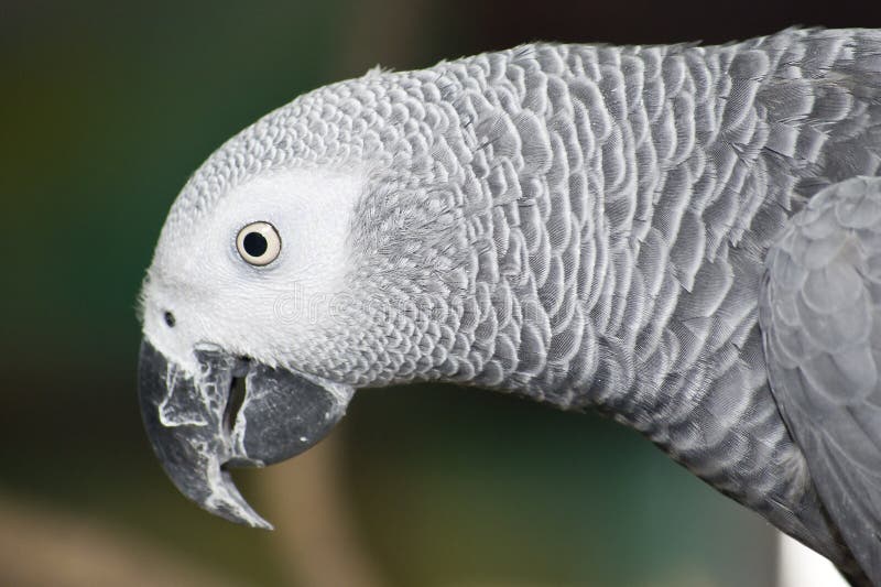 Jako Parrot stock photo. Image of garden, feathers, head - 23659156