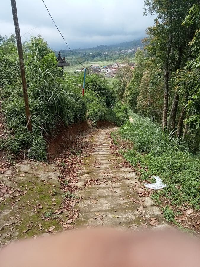 Jalan setapak stock photo. Image of woodland, walkway - 223470632