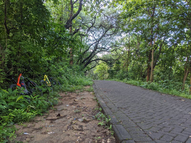 Jalanan hutan hijau foto de archivo. Imagen de verde - 251609850