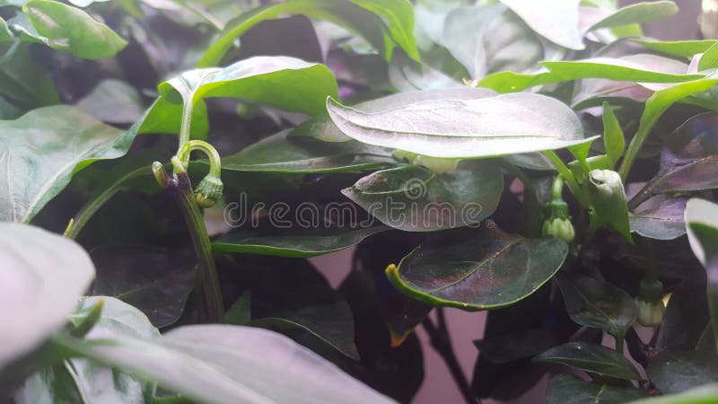 Jalapeno Pepper Buds stock image. Image of buds, focus - 80049385